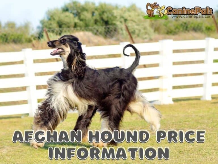 Complete Afghan Hound Price Information - Canine Pals