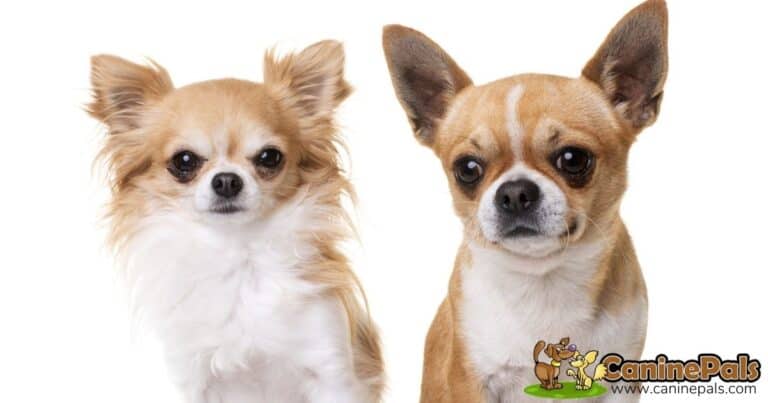 Chihuahua Temperament Male vs Female Facts - Canine Pals