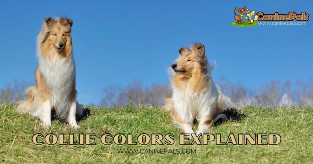 Smooth and Rough Collie Colors Explained in Detail - Canine Pals