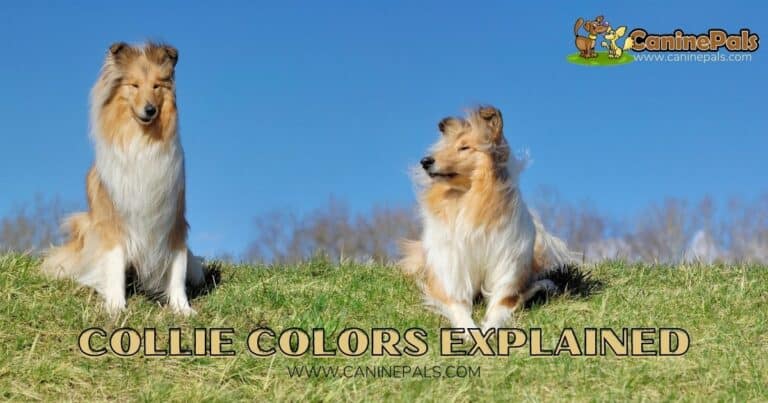 Smooth and Rough Collie Colors Explained in Detail - Canine Pals