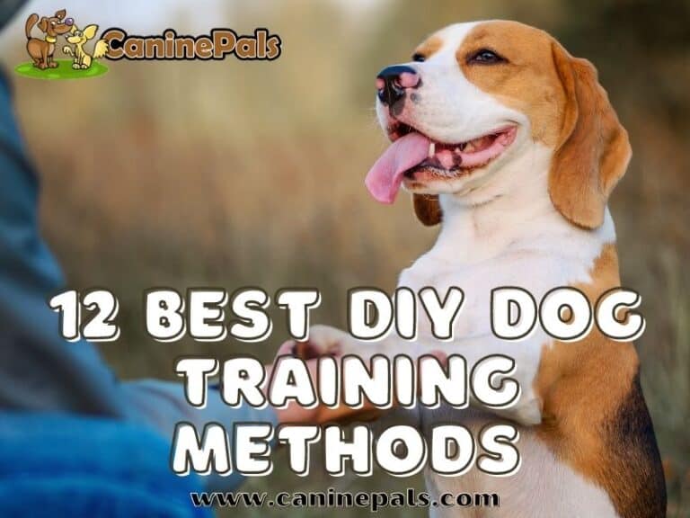 12 Best DIY Dog Training Methods: Dog Training List - Canine Pals