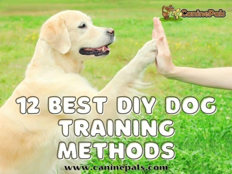 12 Best DIY Dog Training Methods: Dog Training List - Canine Pals