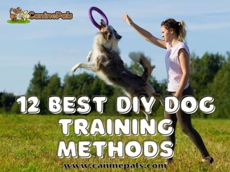 12 Best DIY Dog Training Methods: Dog Training List - Canine Pals