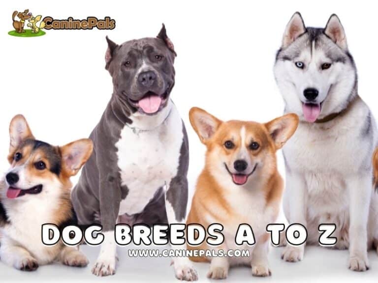 Dog Breeds Alphabetical-Dogs A to Z - Canine Pals