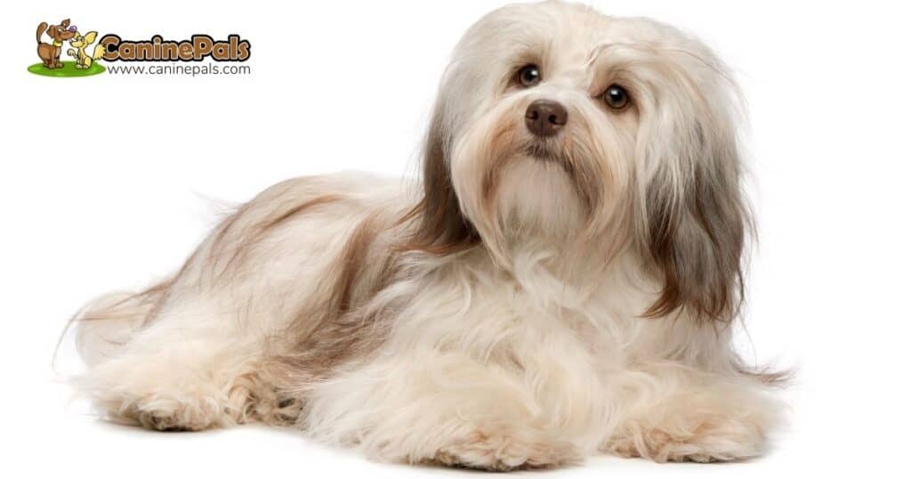 Havanese Colors Explained | Most Desirable Havanese Dog Colors - Canine Pals