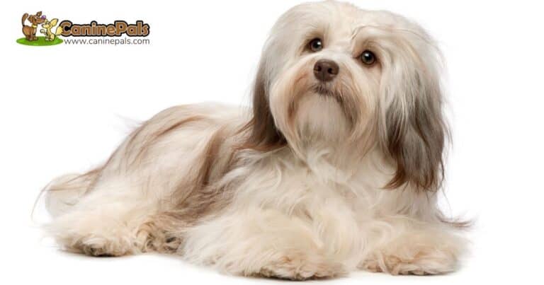 Havanese Colors Explained | Most Desirable Havanese Dog Colors - Canine ...
