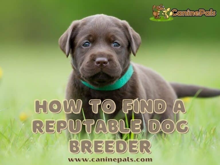 The Complete Reputable Breeder Checklist - Canine Pals