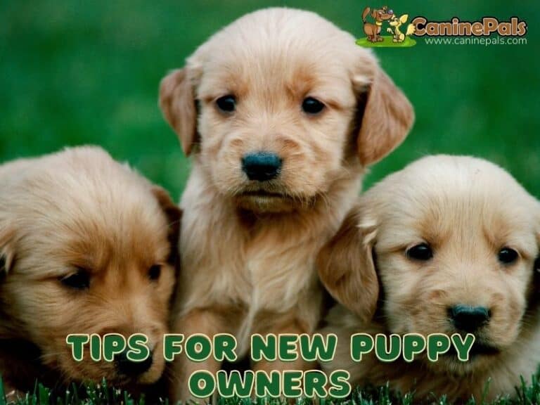 Be the Best Owner Ever: Tips For New Puppy Owners - Canine Pals