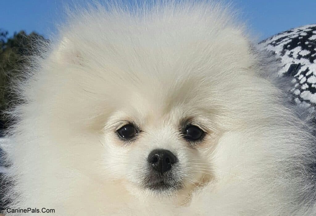White Pomeranian Dog - Canine Pals