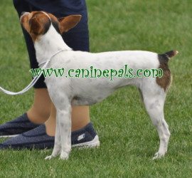 Complete Tenterfield Terrier Dog Information - Canine Pals