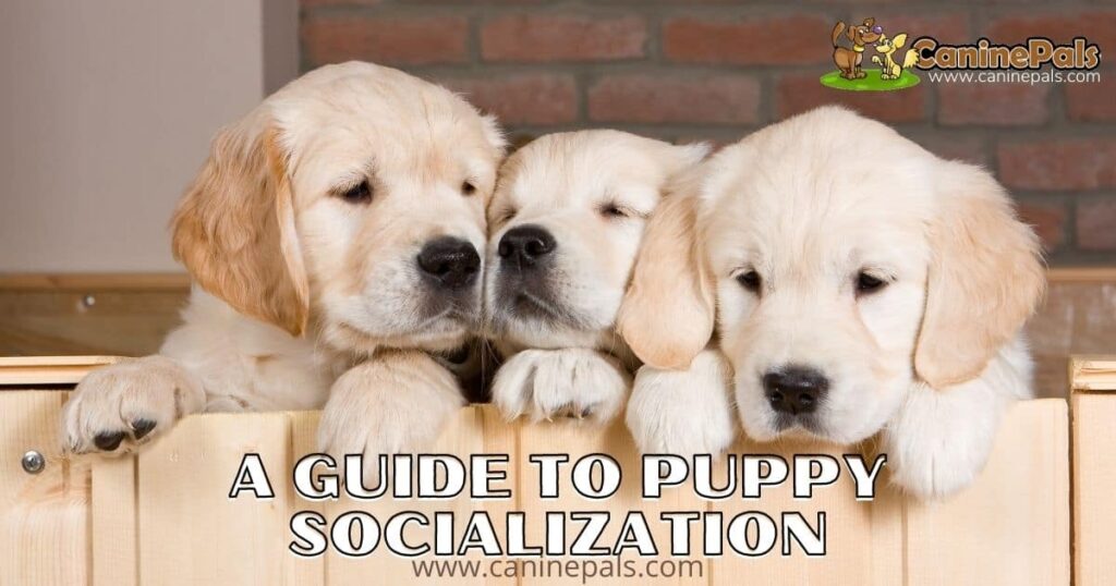 A complete Guide to Puppy Socialization | Puppy Socialization | Canine Pals