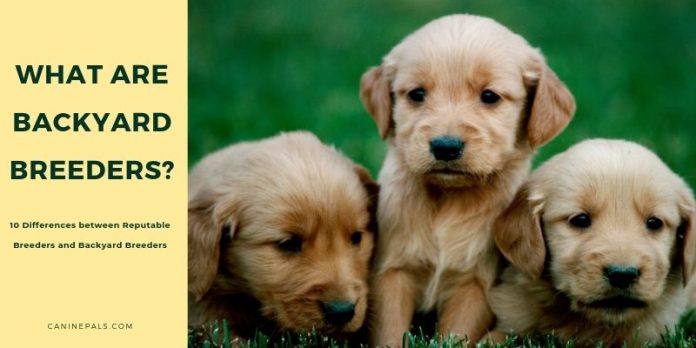 What is a Backyard Breeder? Find Out the Facts - Canine Pals