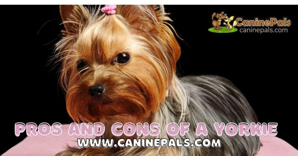 The Complete Pros And Cons Of A Yorkie Guide - Canine Pals