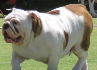 Canine Pals | The Complete Canine Information Site