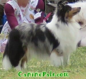 The Complete Guide to Sheltie Weight - Canine Pals