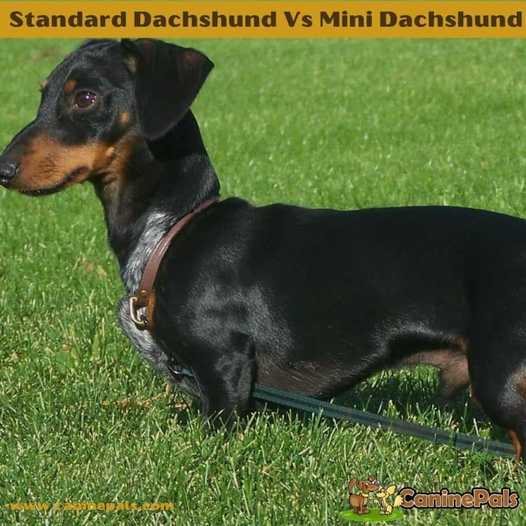 Standard Dachshund Vs Mini Dachshund:Time to Know It All - Canine Pals