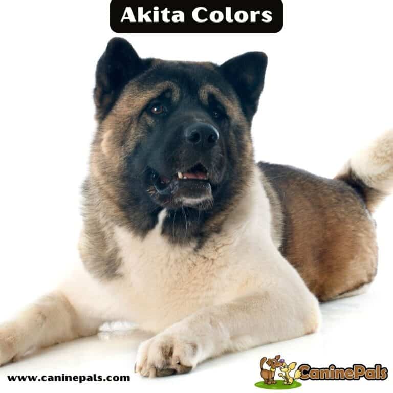 Everything You Need To Know About Akita Colors - Canine Pals