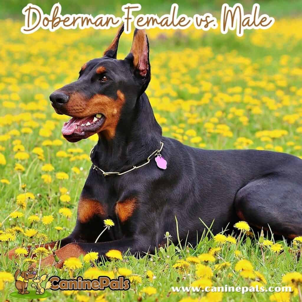 Doberman Pinscher Male vs Female: Which is Better - Canine Pals