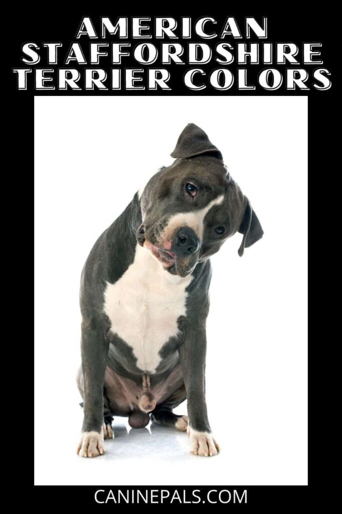 American Staffordshire Terrier Colors - Canine Pals