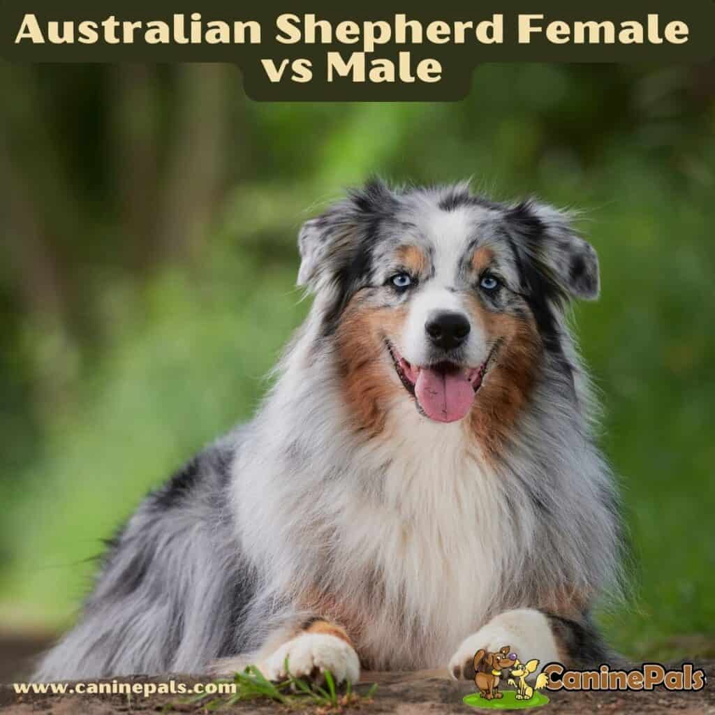 Australian Shepherd Female vs Male - Which One Is Best for Me? - Canine ...