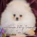 All the Pomeranian Potty Training Tips Owners Must Know - Canine Pals