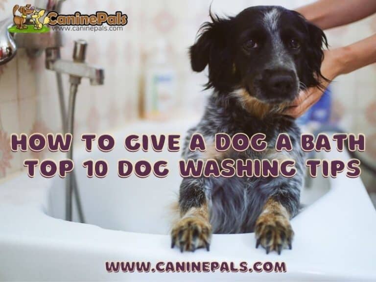 How to Give a Dog a Bath: Top 10 Dog Washing Tips - Canine Pals
