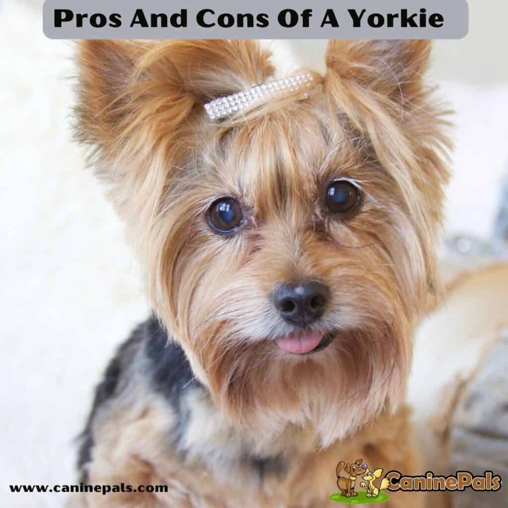 The Complete Pros And Cons Of A Yorkie Guide - Canine Pals
