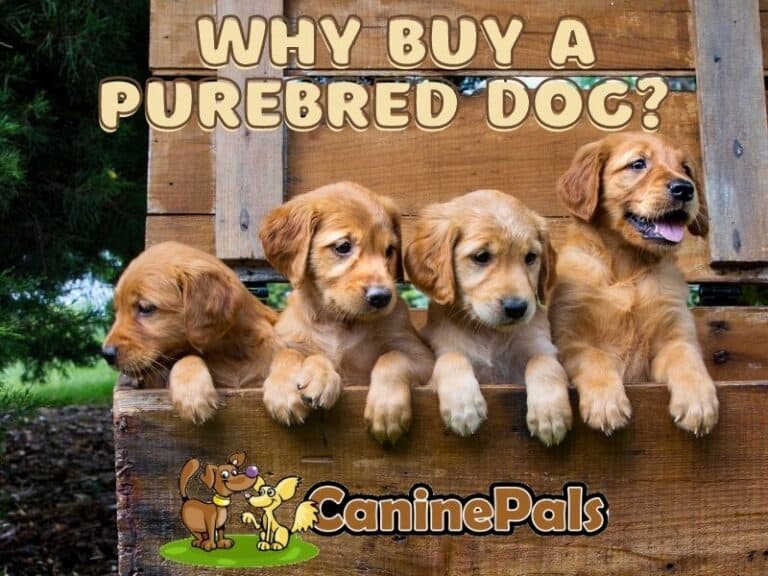 Why Buy a Purebred Dog and are Are Purebred Dogs Better? - Canine Pals