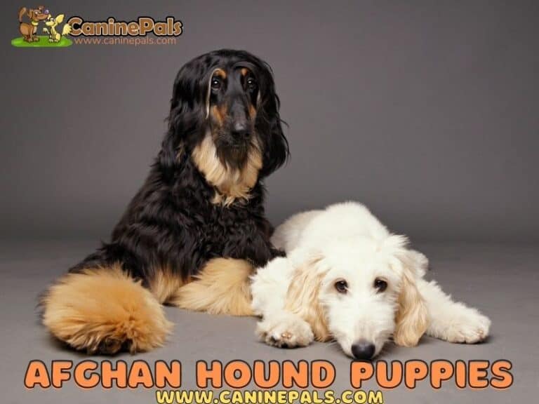 Complete Afghan Hound Price Information - Canine Pals