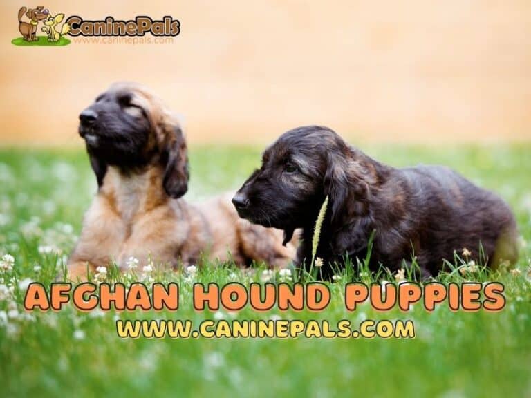 Complete Afghan Hound Price Information - Canine Pals