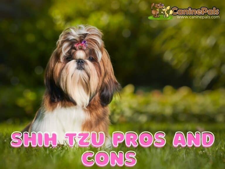Shih Tzu Pros And Cons Owners Need To Know - Canine Pals