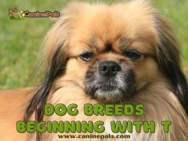 Alphabetical list of Dog Breeds-Dogs A to Z - Canine Pals