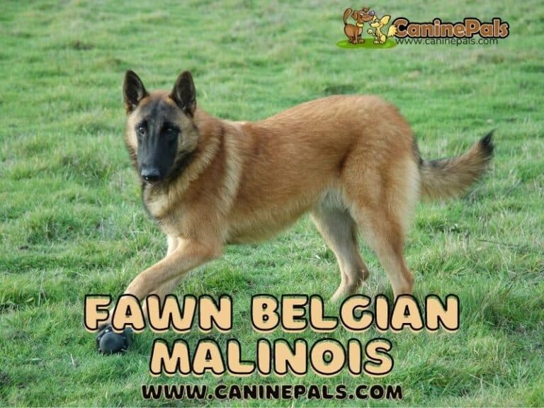 Complete Belgian Malinois Colors, Patterns and Pictures - Canine Pals
