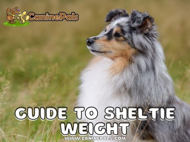 The Complete Guide to Sheltie Weight - Canine Pals