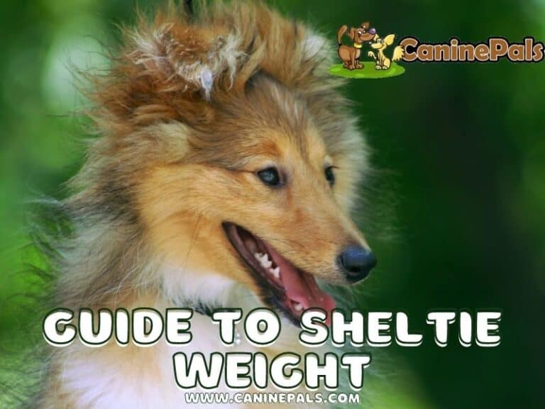 The Complete Guide to Sheltie Weight - Canine Pals