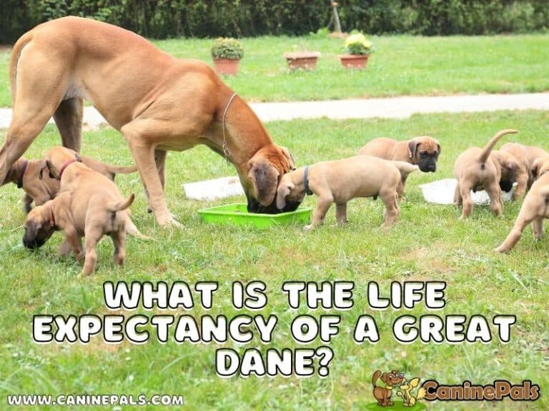 What is the Life Expectancy of a Great Dane? - Canine Pals