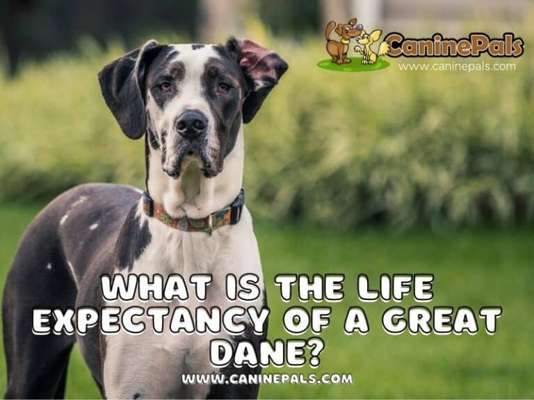 What is the Life Expectancy of a Great Dane? - Canine Pals