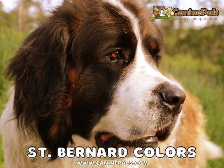 Complete St. Bernard Colors in Detail Explained - Canine Pals