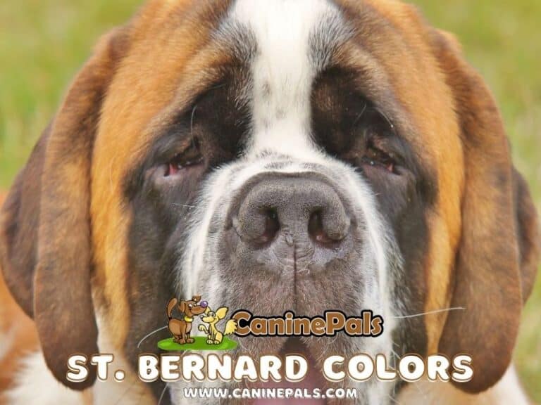 Complete St. Bernard Colors in Detail Explained - Canine Pals