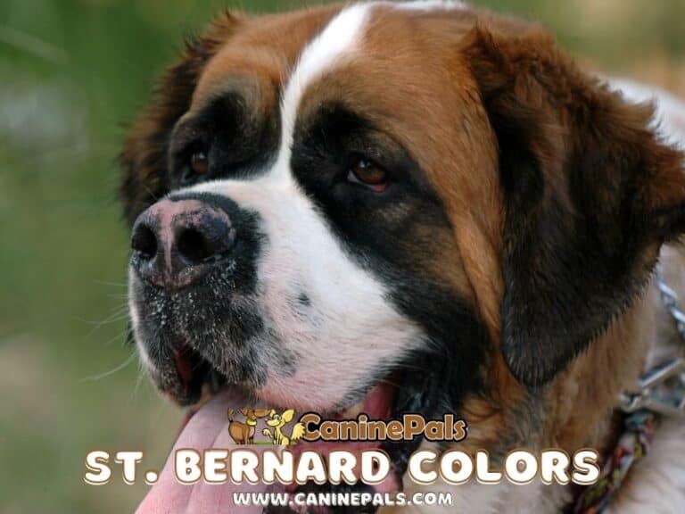 Complete St. Bernard Colors in Detail Explained - Canine Pals