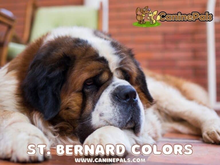 Complete St. Bernard Colors in Detail Explained - Canine Pals
