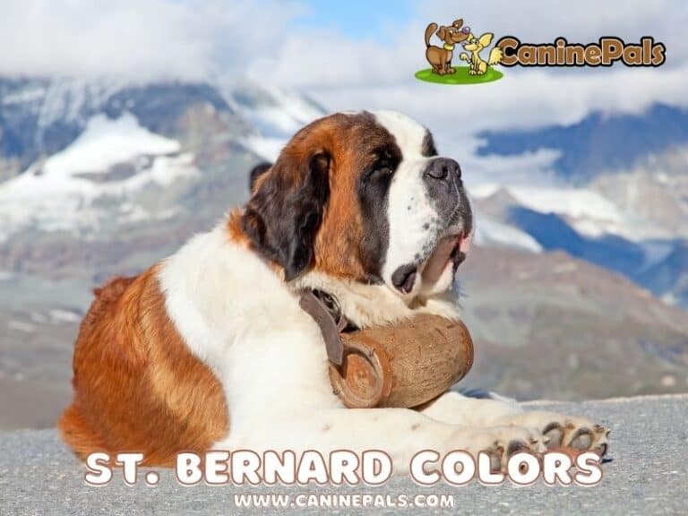 Complete St. Bernard Colors in Detail Explained - Canine Pals