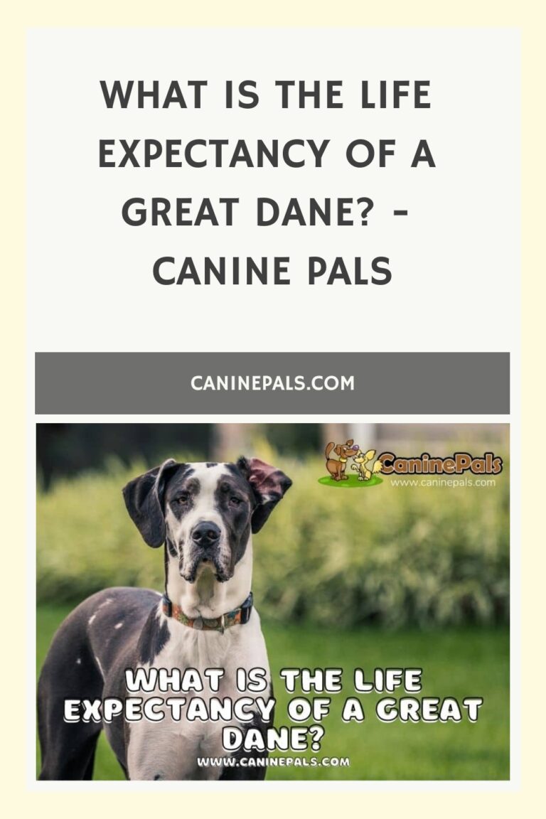 What is the Life Expectancy of a Great Dane? - Canine Pals