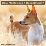 How Much Do Basenji Puppies Cost to Adopt? - Canine Pals