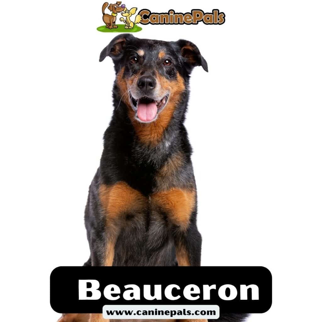 Dog Breeds Alphabetical-Dogs A to Z - Canine Pals