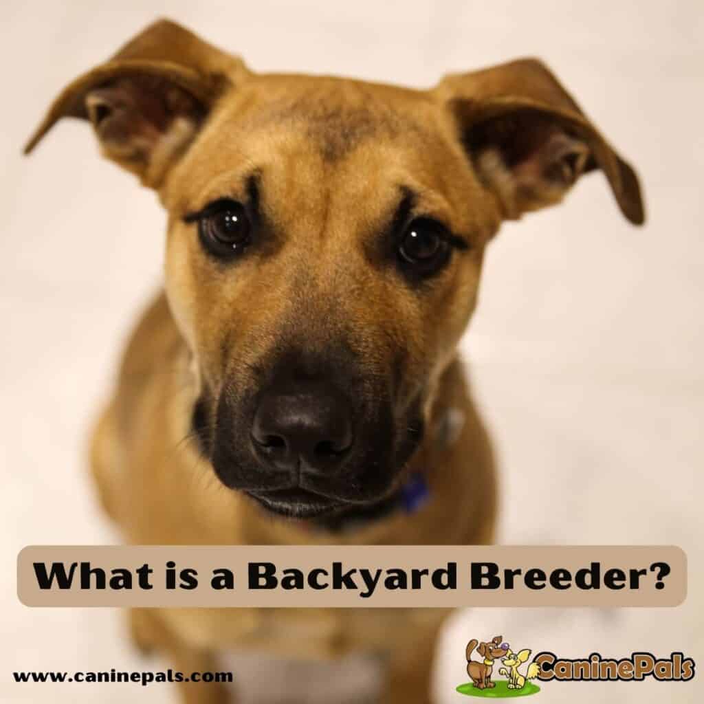 What is a Backyard Breeder? Find Out the Facts - Canine Pals
