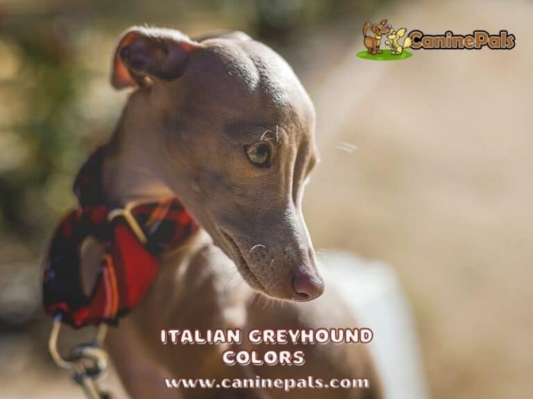 A Look into Italian Greyhound Colors and Personality - Canine Pals