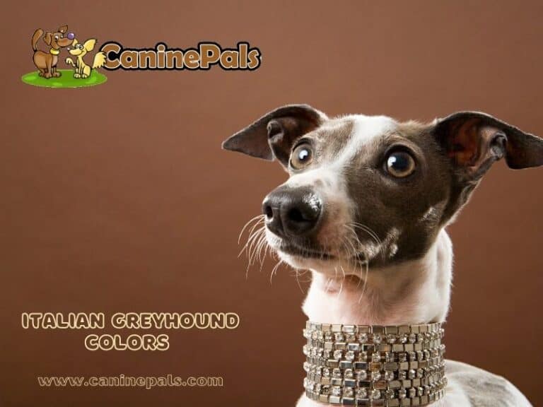 A Look into Italian Greyhound Colors and Personality - Canine Pals