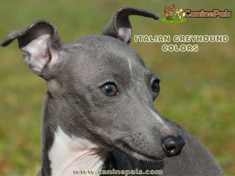Italian Greyhound Colors Slate Grey Canine Pals
