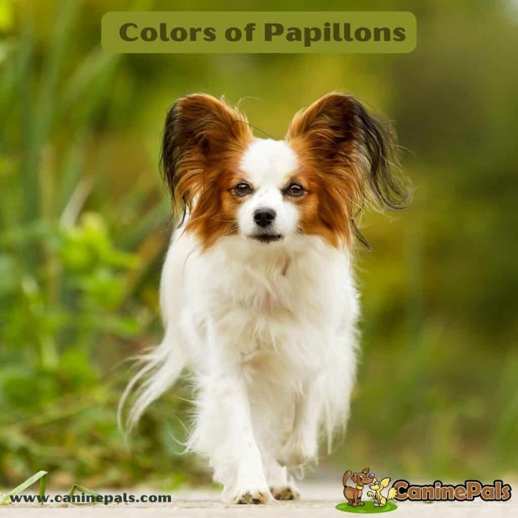 A Look into Papillon Dog Colors and Their Personality Traits - Canine Pals